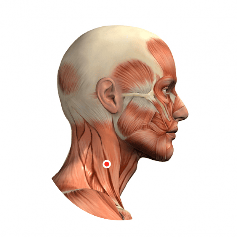 Acupressure for Headaches - Aligned Modern Health